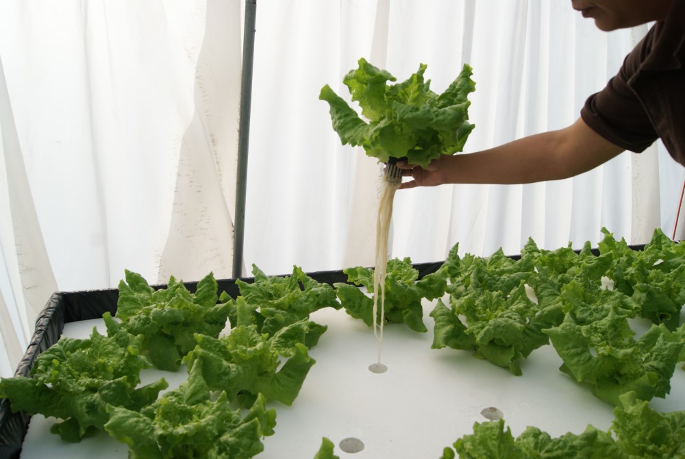 ¿Qué es la Hidroponía ? Y 8 puntos para Conocerla - Hydro Environment - Inovación Agricola en un ...