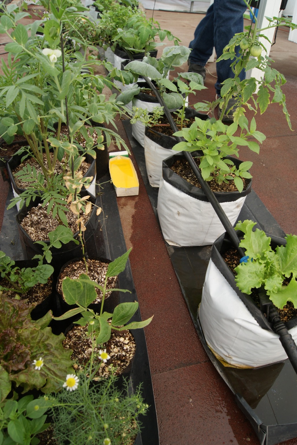 ¿Qué es la Hidroponía ? Y 8 puntos para Conocerla - Hydro Environment - Inovación Agricola en un ...