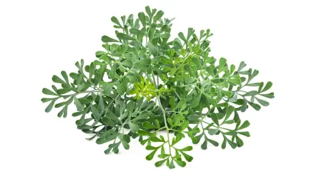Planta De Ruda Para Que Sirve