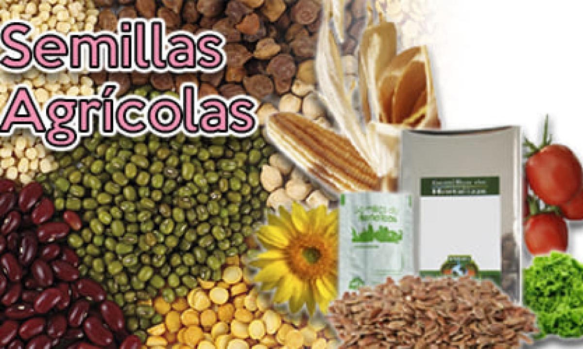 Lista De Hortalizas De Semilla