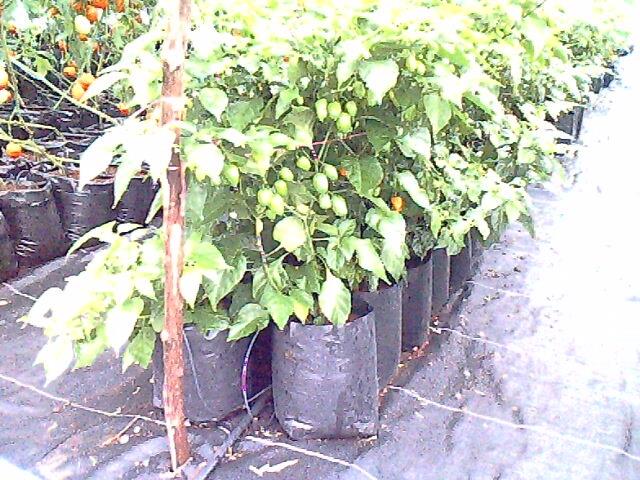 Bolsas para vivero en el cultivo hidropónico: Uso práctico - Hydro ...